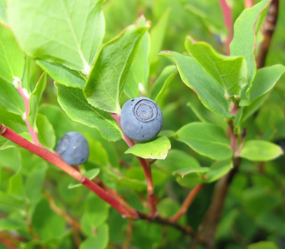 Vaccinium reticulatum - Ohelo 'Ai - Seeds