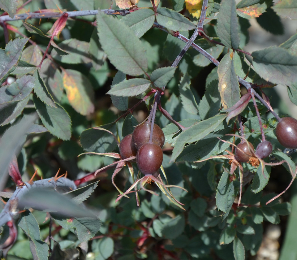 Rosa rugosa - Red Rugosa Rose - Seeds