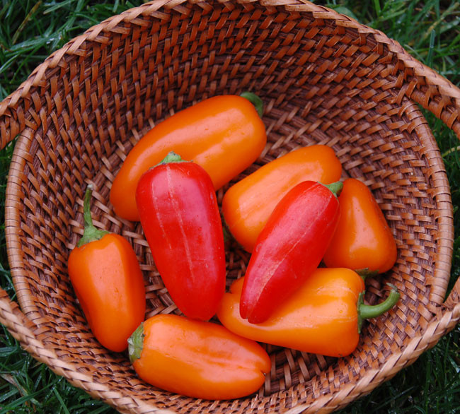Atriplex hortensis - Garden Orach - Seeds