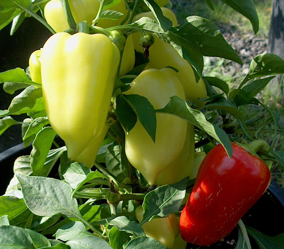 Healthy Pepper Seeds