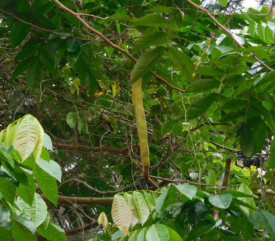 Inga edulis - Ice Cream Bean - Seeds