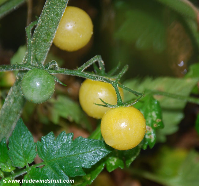 Coyote Tomato Seeds