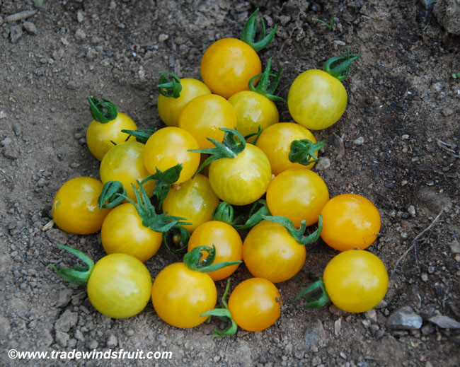 Marbles Pepper Seeds