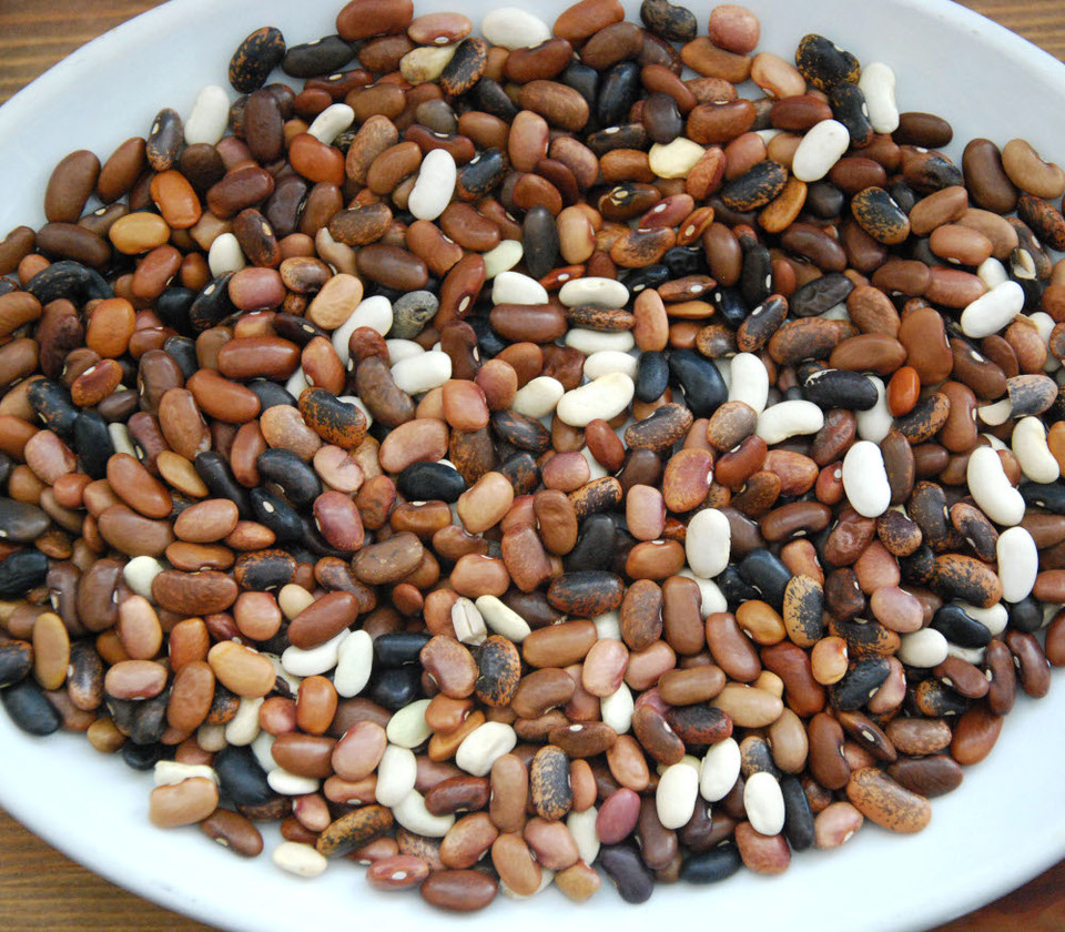 Pebble Bean Seeds