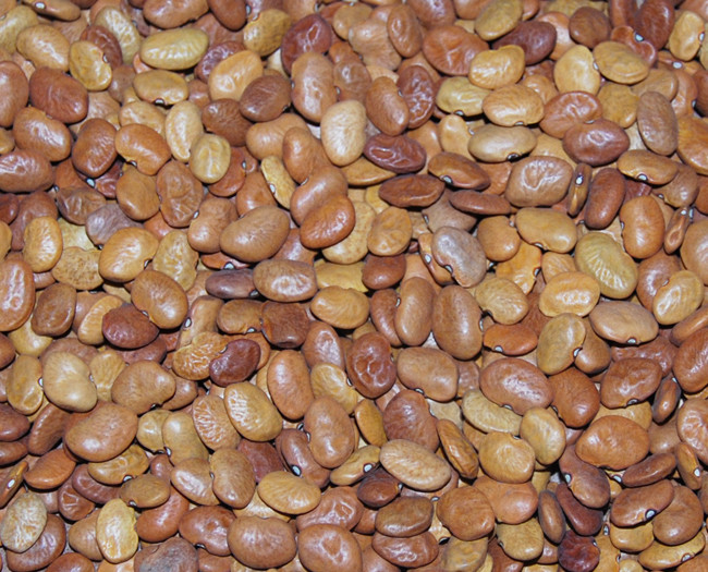 Schotia afra - Karoo Boer Bean - Seeds