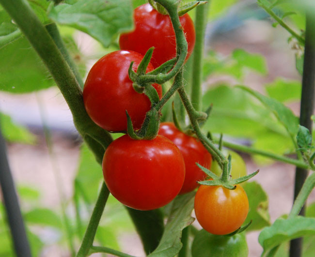 Sprite Tomato Seeds