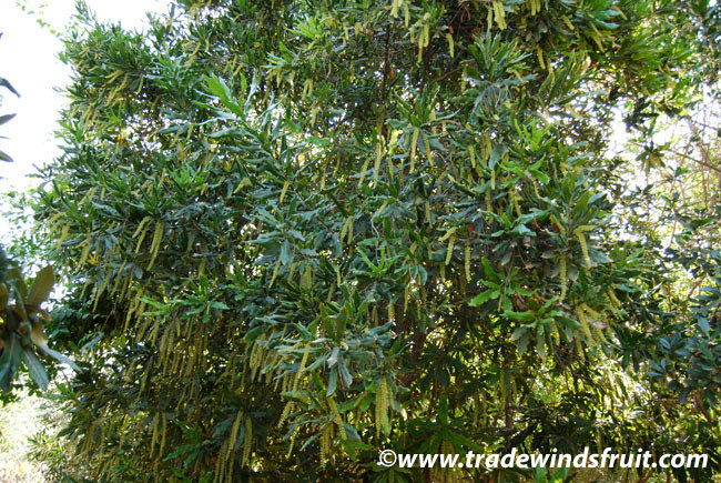 Macadamia integrifolia x tetraphylla - Beaumont Macadamia - Seeds