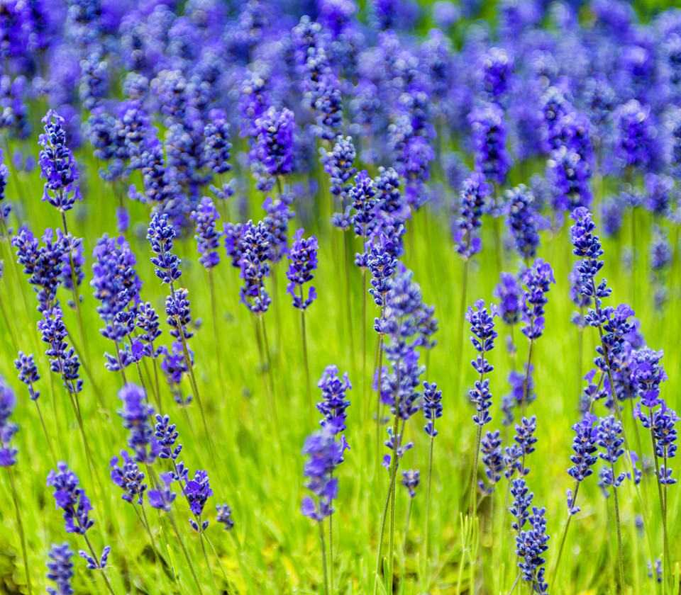 Lavandula angustifolia - Lavender, Dwarf Munstead - Seeds