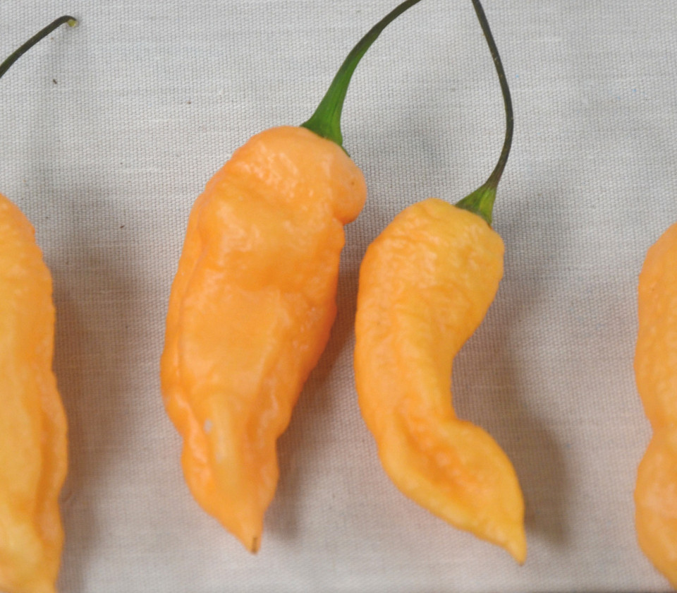 Bhut Jolokia Solid Gold Pepper Seeds
