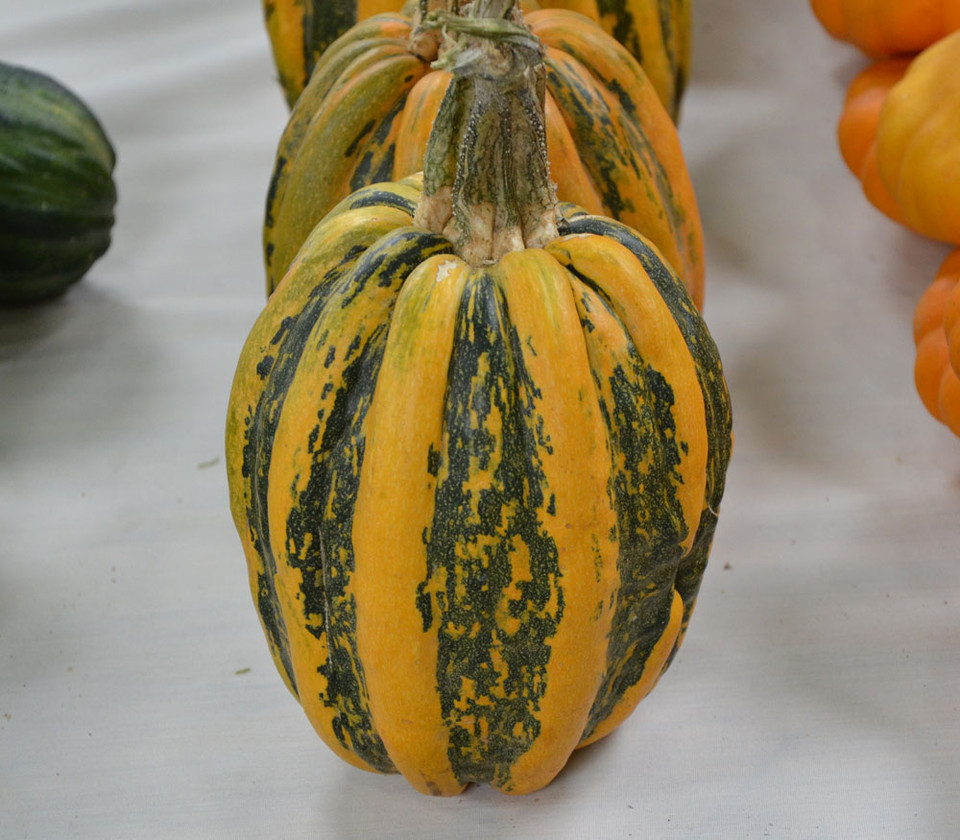 Mongogo du Guatemala Squash Seeds