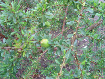 Argania spinosa - Argan - Seeds