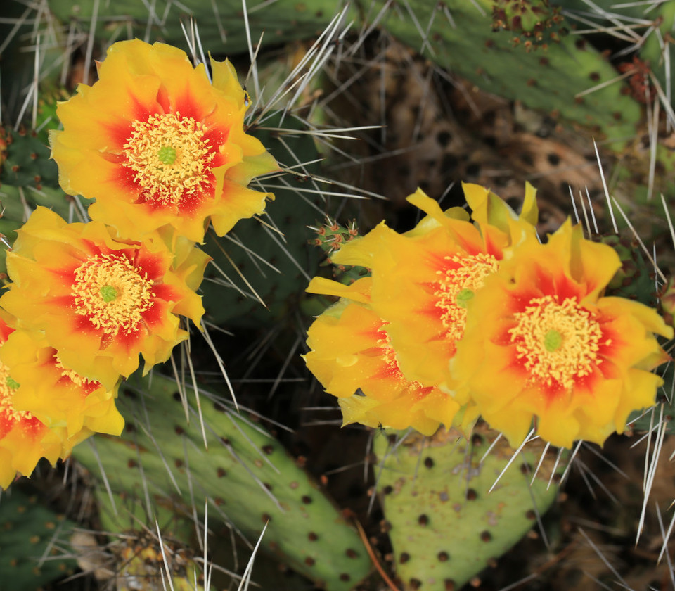 Hunnemannia fumariifolia - Mexican Tulip Poppy - Seeds