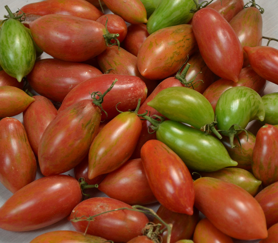 Green Tiger Tomato Seeds