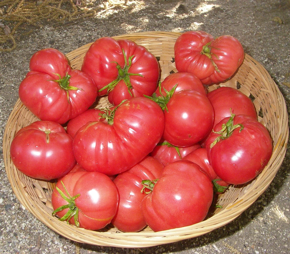 Oxheart Tomato, Red Seeds