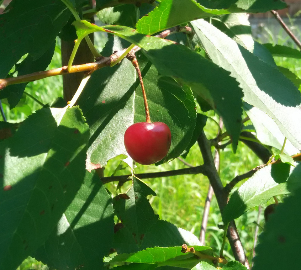 Prunus salicifolia - Capulin Cherry - Seeds