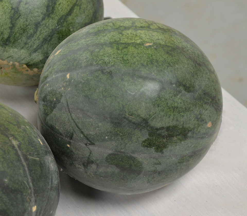 Blacktail Mountain Watermelon Seeds