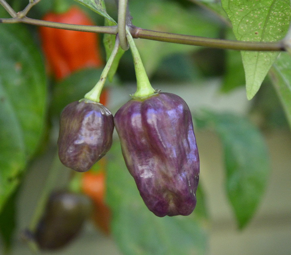 Serrano Pepper, Purple Seeds