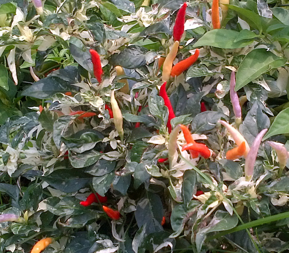 Marbles Pepper Seeds