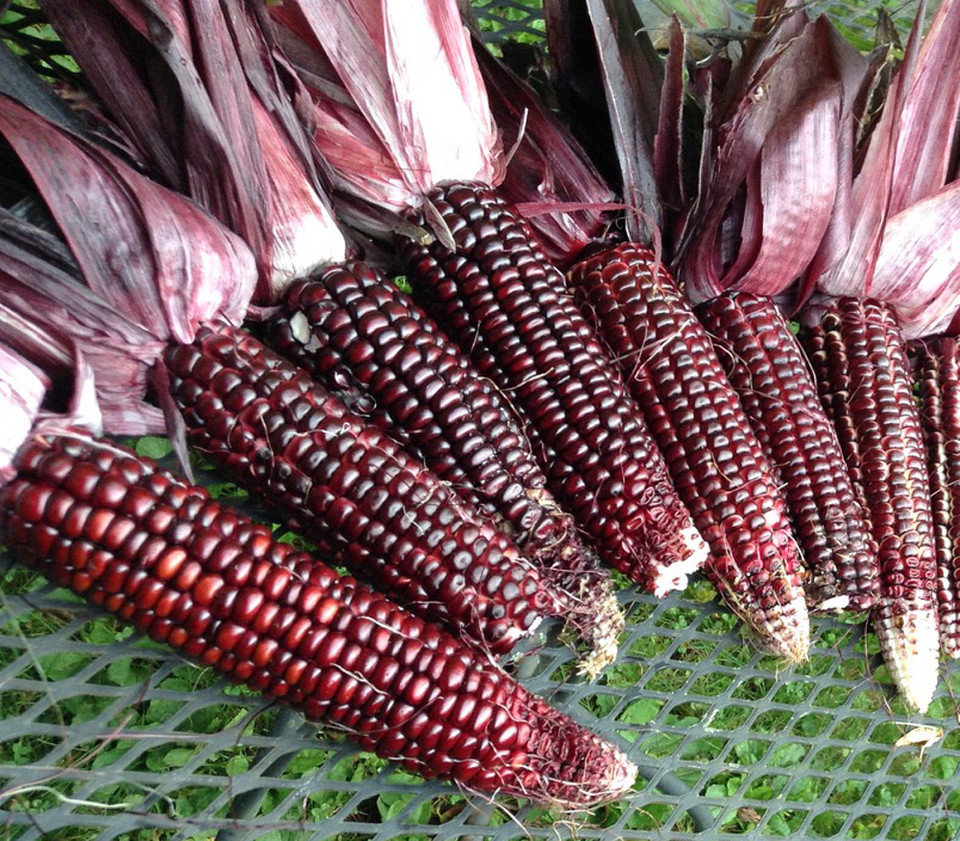 Black Aztec Corn Seeds
