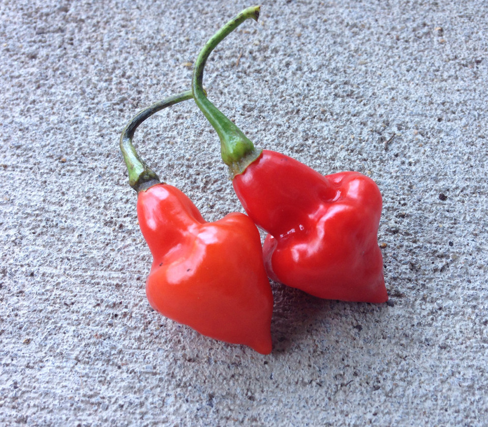 Murupi Giant Pepper Seeds