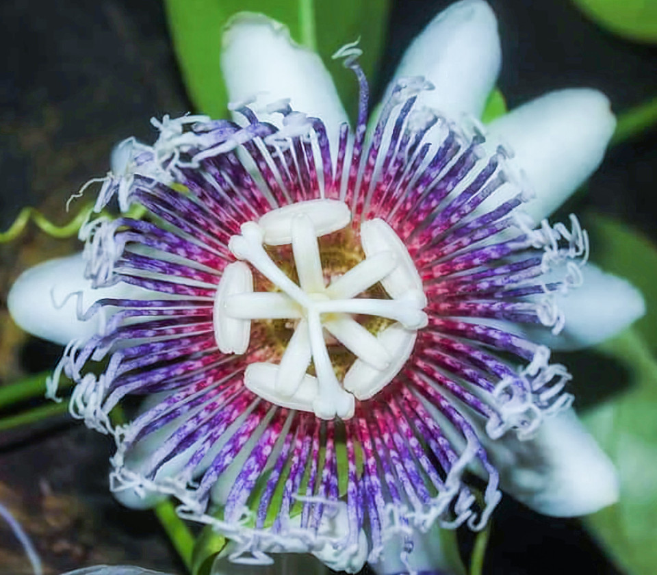 Cola nitida - Wild Cola Nut - Seeds