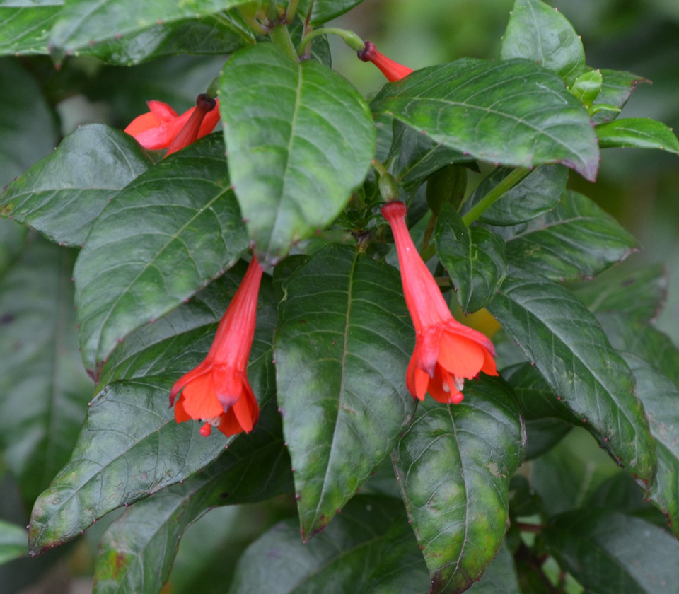 Fuchsia excorticata - New Zealand Tree Fuchsia - Seeds