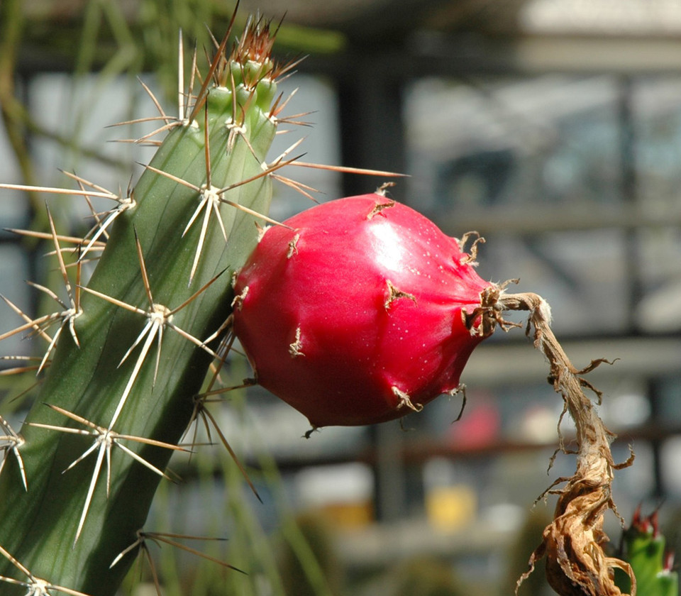 Harrisia bonplandii - Queen of the Night - Seeds