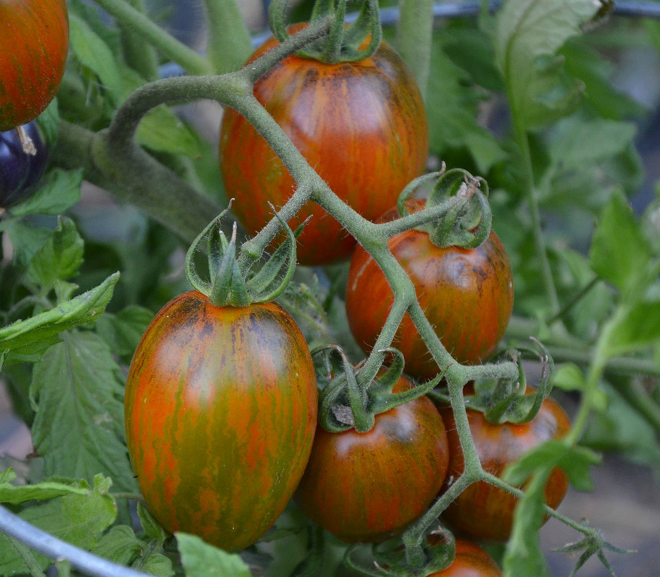 Blue Tomato Seeds