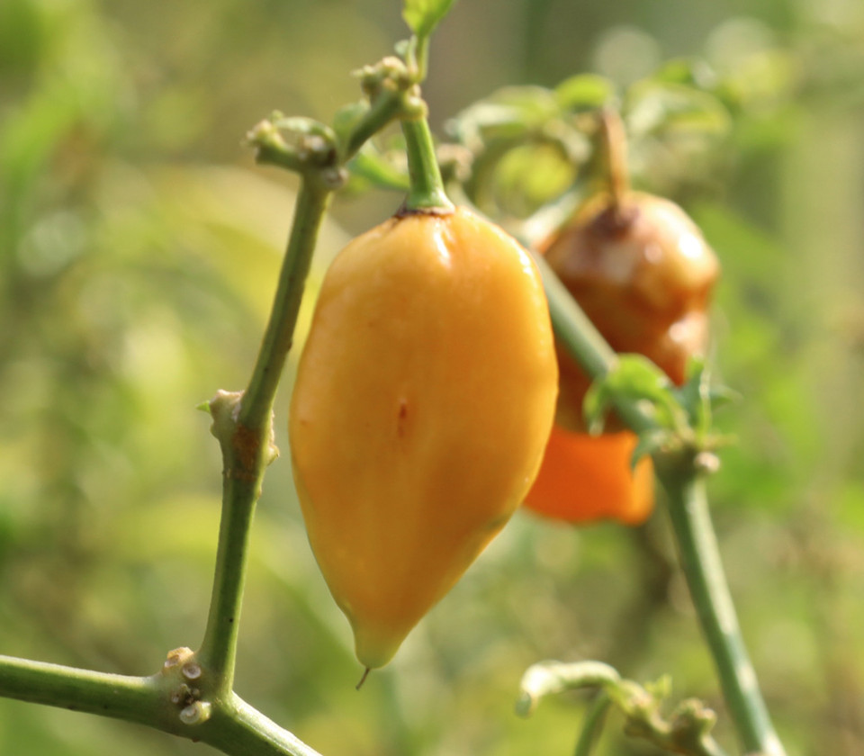 Cheiro Roxa Pepper Seeds