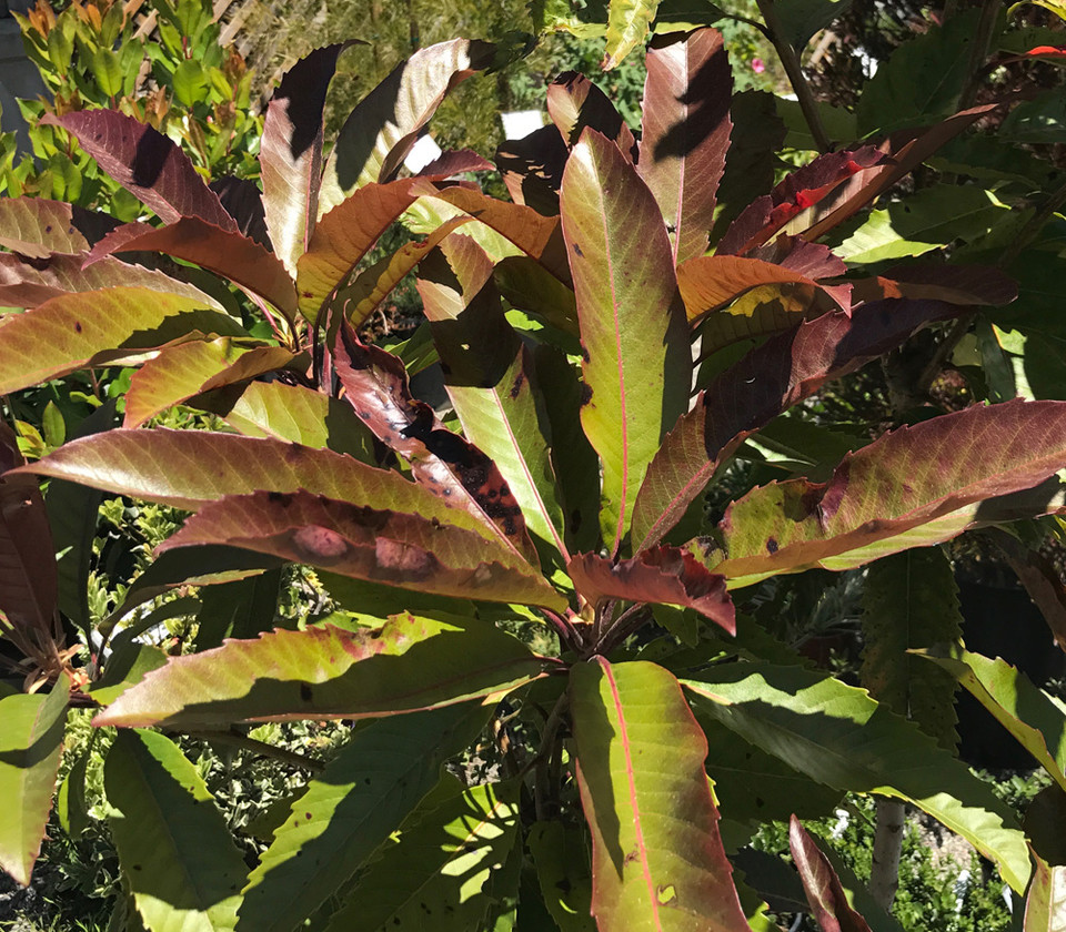 Baccaurea deflexa - Tampoi Merah - Seeds