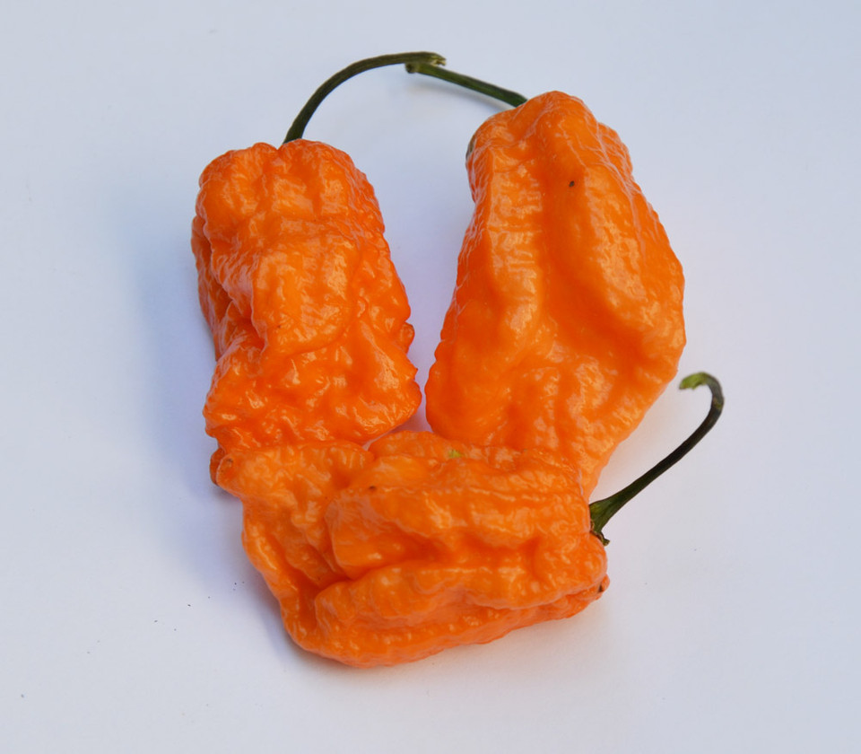 Carolina Reaper Pepper Seeds