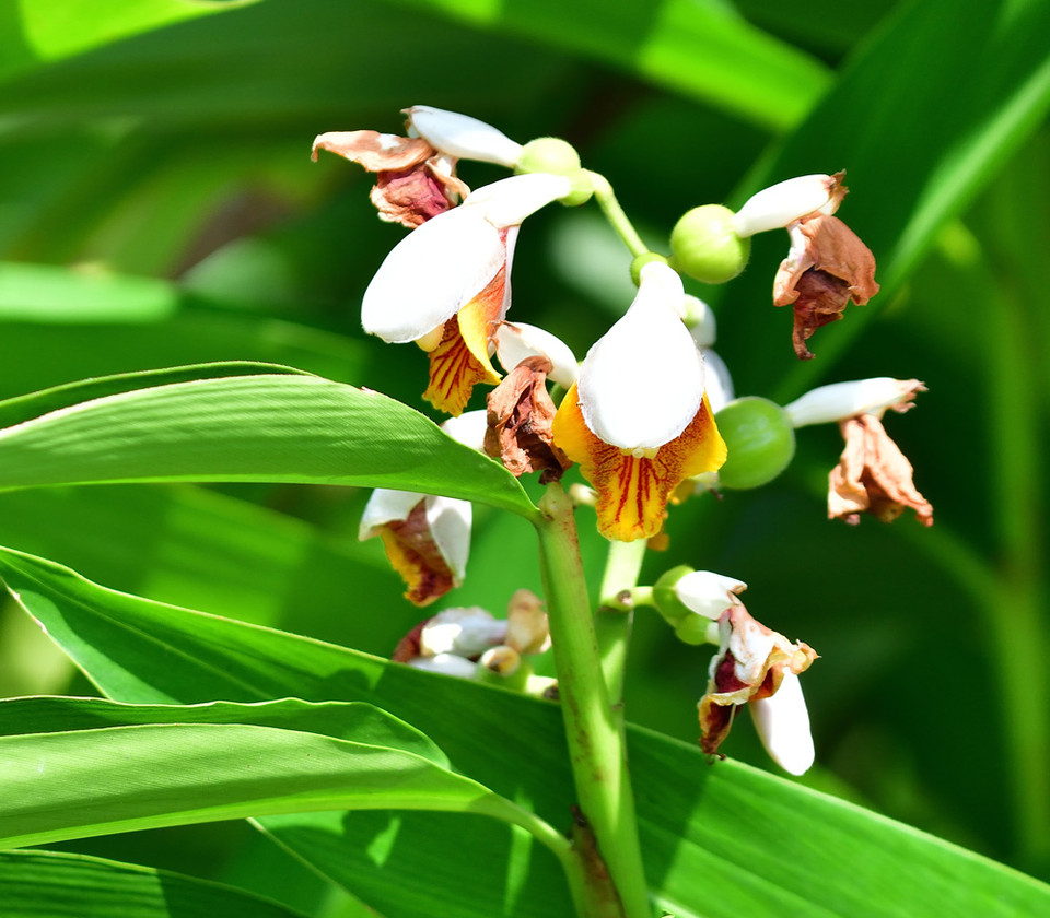 Alpinia mutica - False Cardamom - Seeds