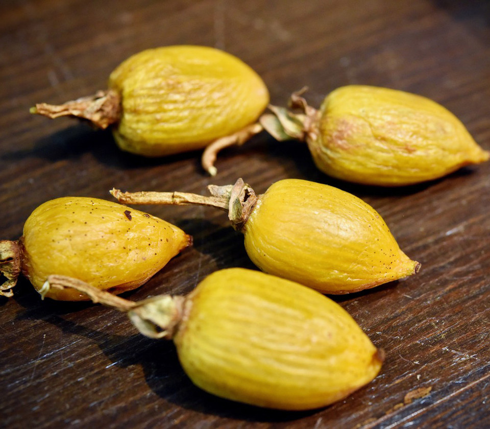 Actinidia polygama - Silver Vine Kiwi - Seeds