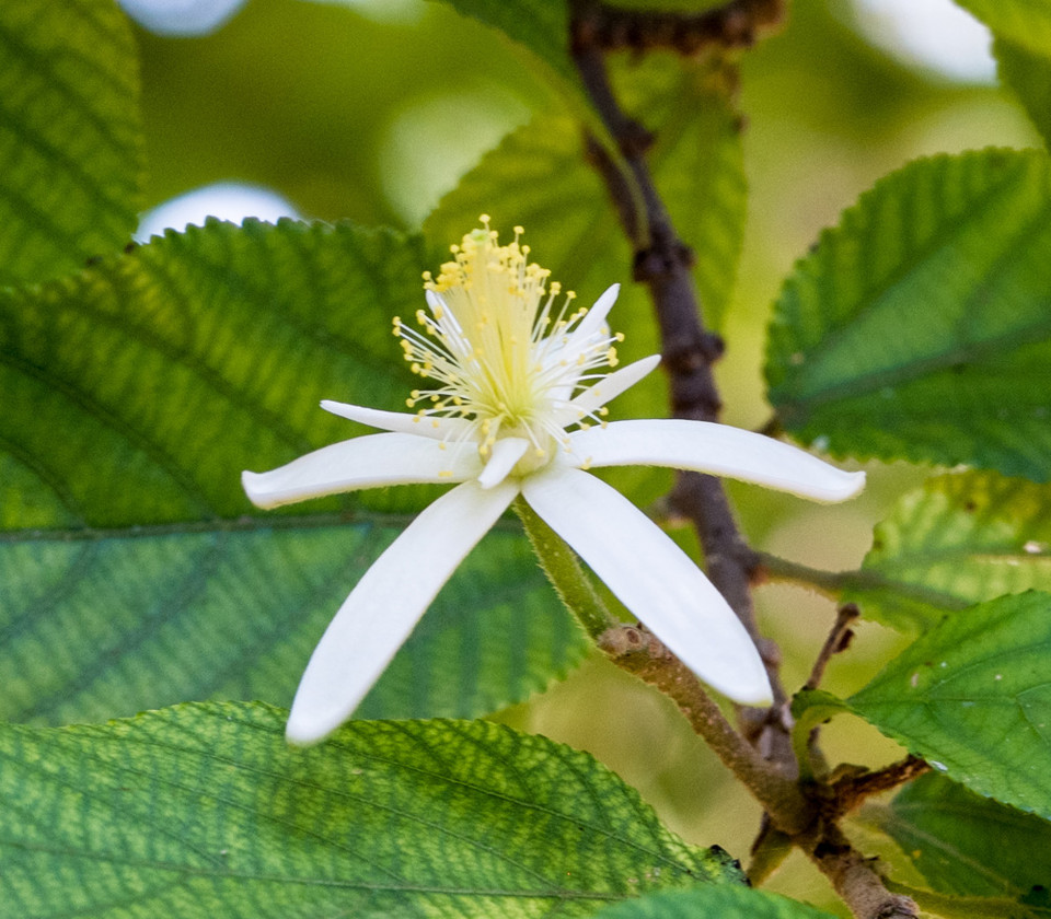 Grewia flavescens - Raisin Bush - Seeds