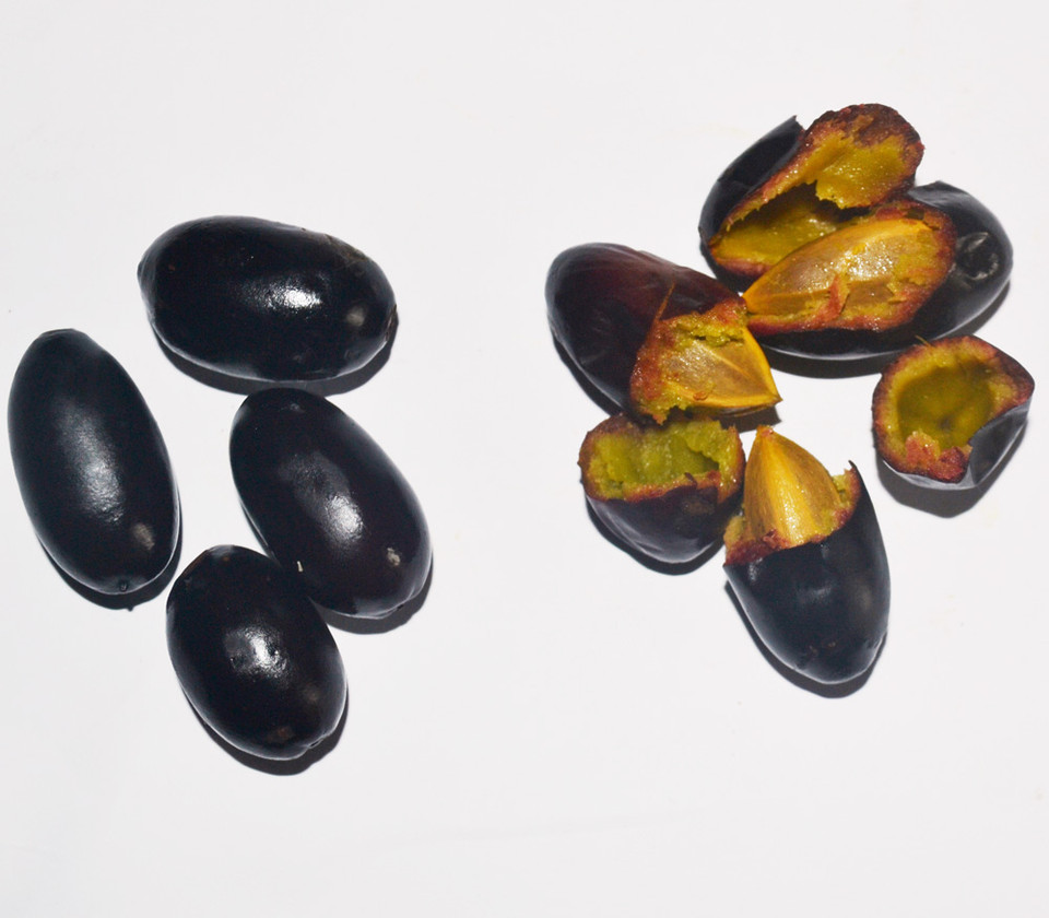 Canarium ovatum - Pili Nut - Seeds