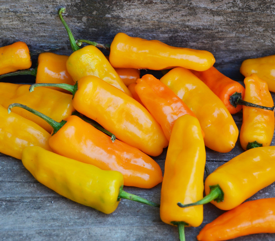 Datil, Sweet Pepper Seeds
