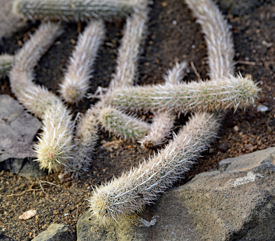 Stenocereus gummosus - Pitaya Agria - Seeds