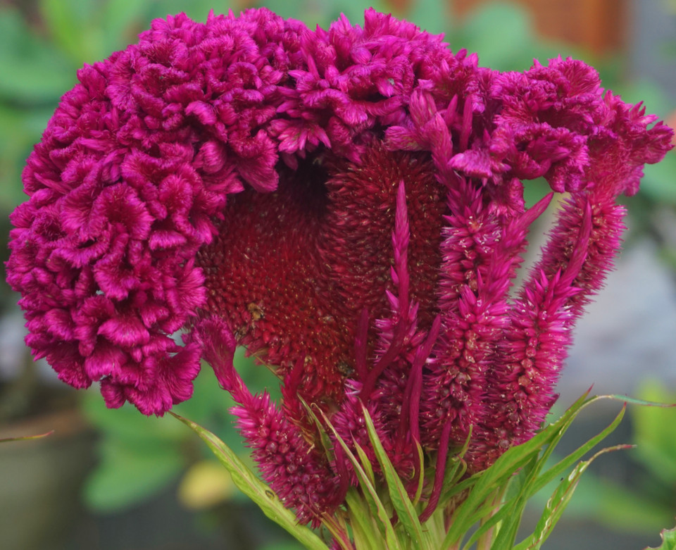 Celosia cristata - Amish Cockscomb - Seeds