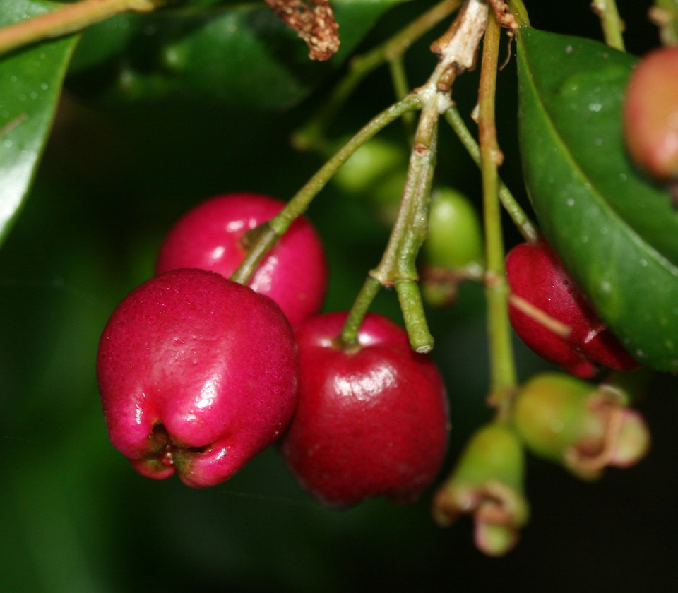 Syzygium cordatum - Water Berry - Seeds