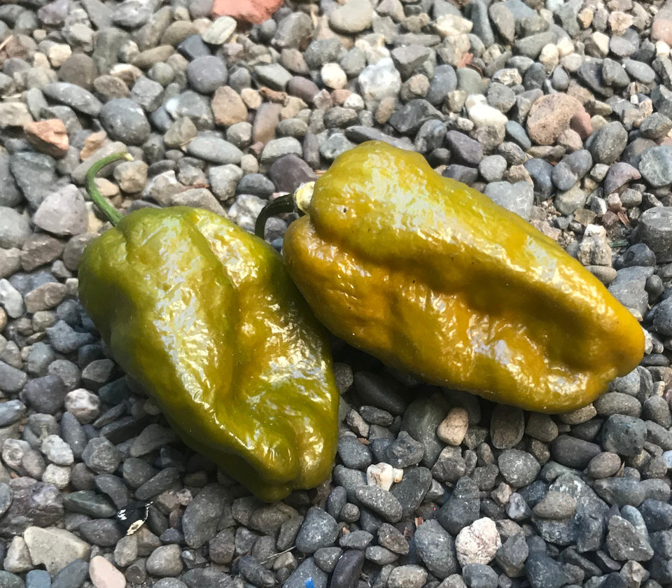 Green Scorpion Pepper Seeds