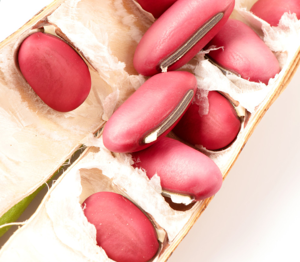 Red Nightfall Bean Seeds