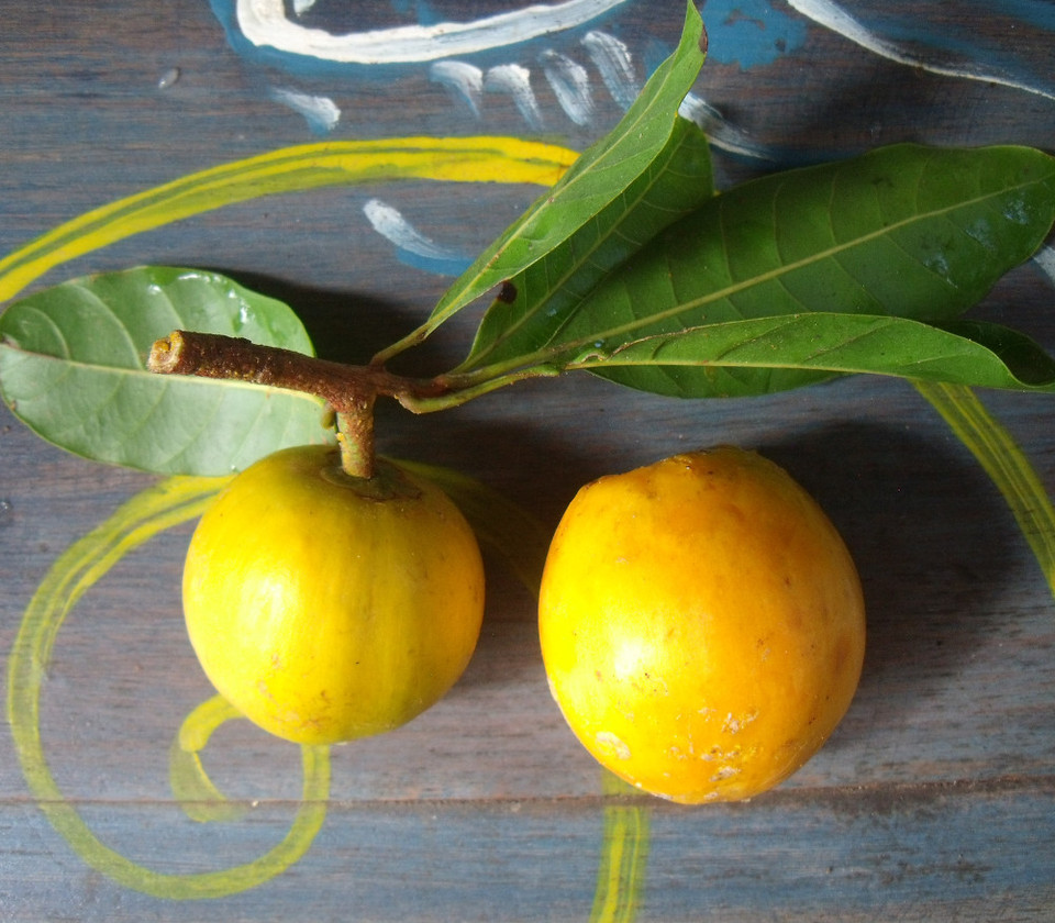 Pouteria viridis - Green Sapote - Seeds