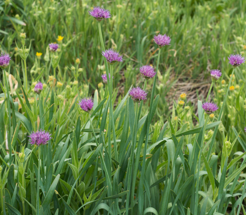 Allium cernuum - Nodding Onion - Seeds