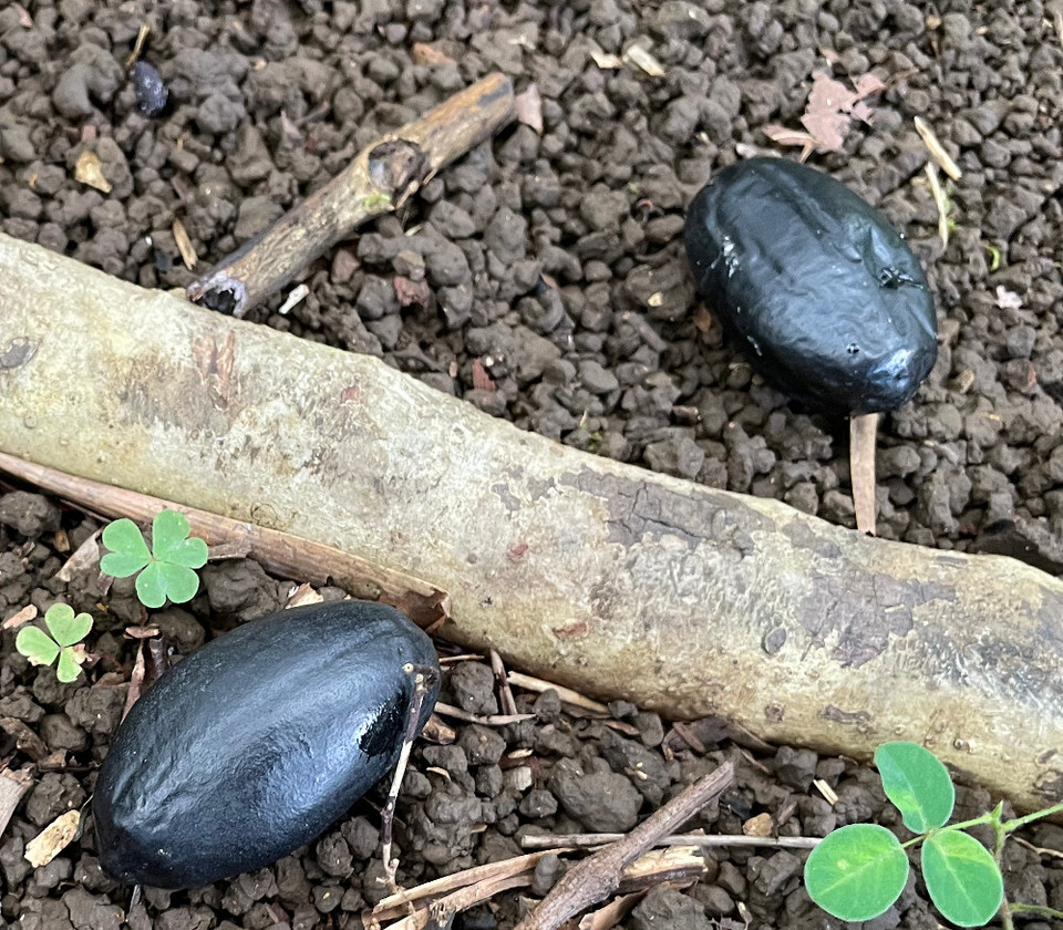 Canarium schweinfurthii - African Elemi - Seeds