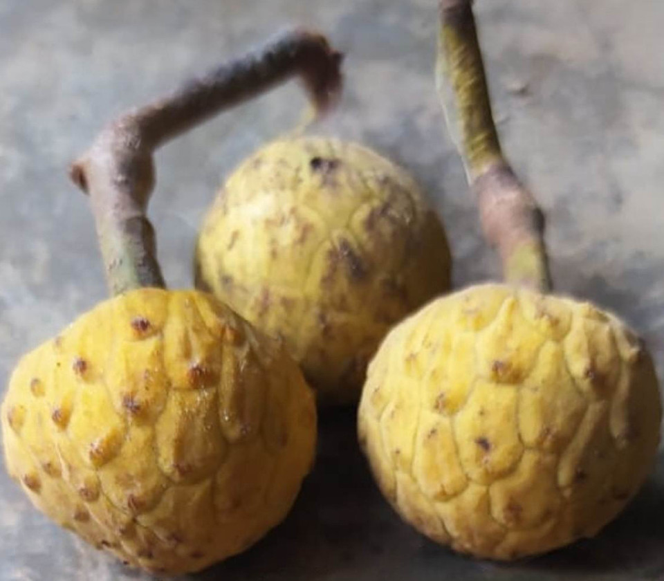 Annona jahnii - Annona jahnii - Seeds