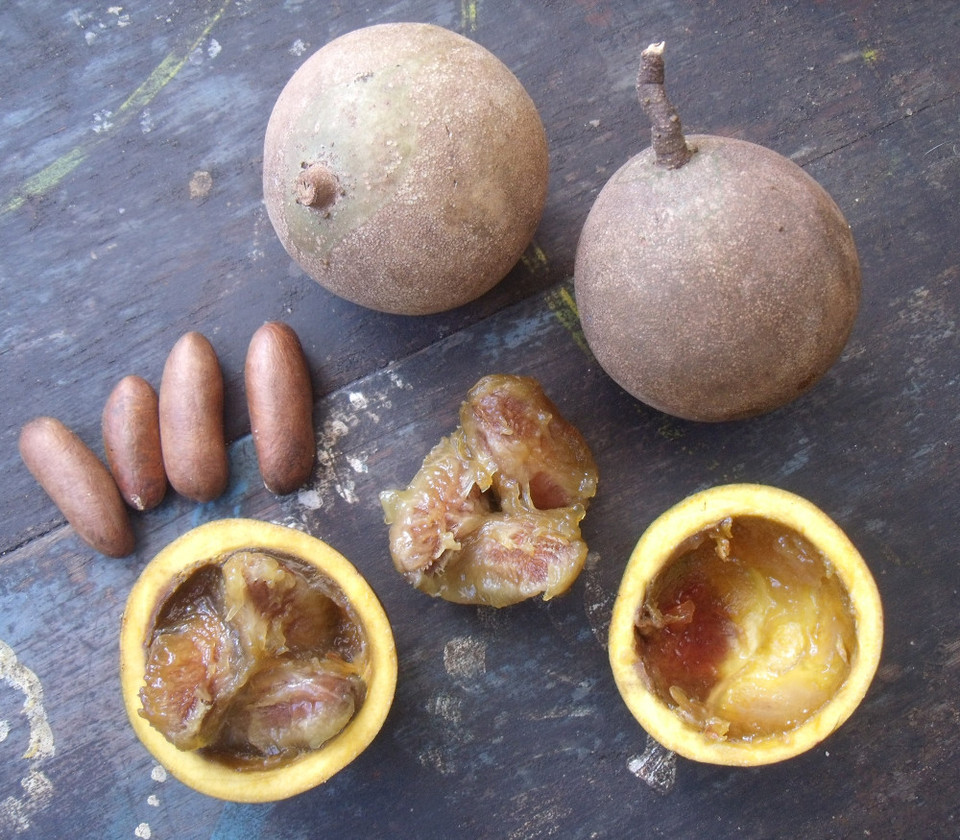 Udo Seeds