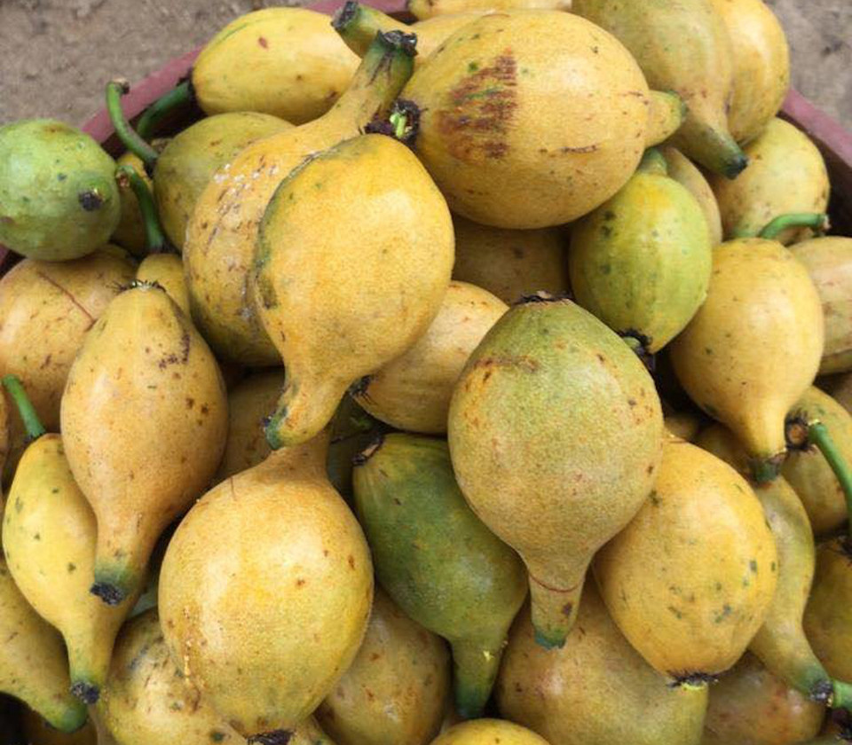 Garcinia dulcis - Mundu - Seeds