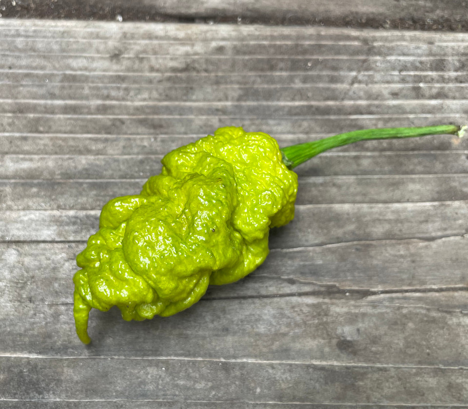 T-Rex Mustard Pepper Seeds