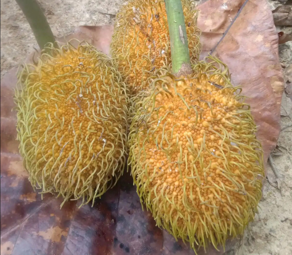 Artocarpus anisophyllus - Entawak - Seeds