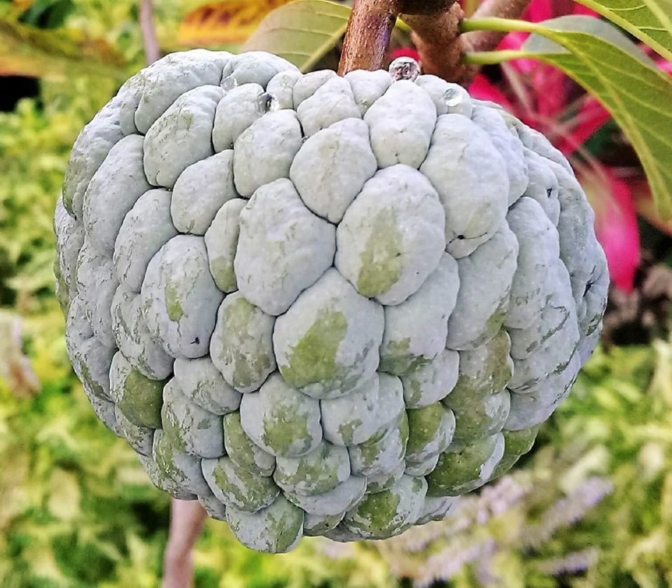 Annona squamosa 'Purple' - Purple Sugar Apple - Seeds
